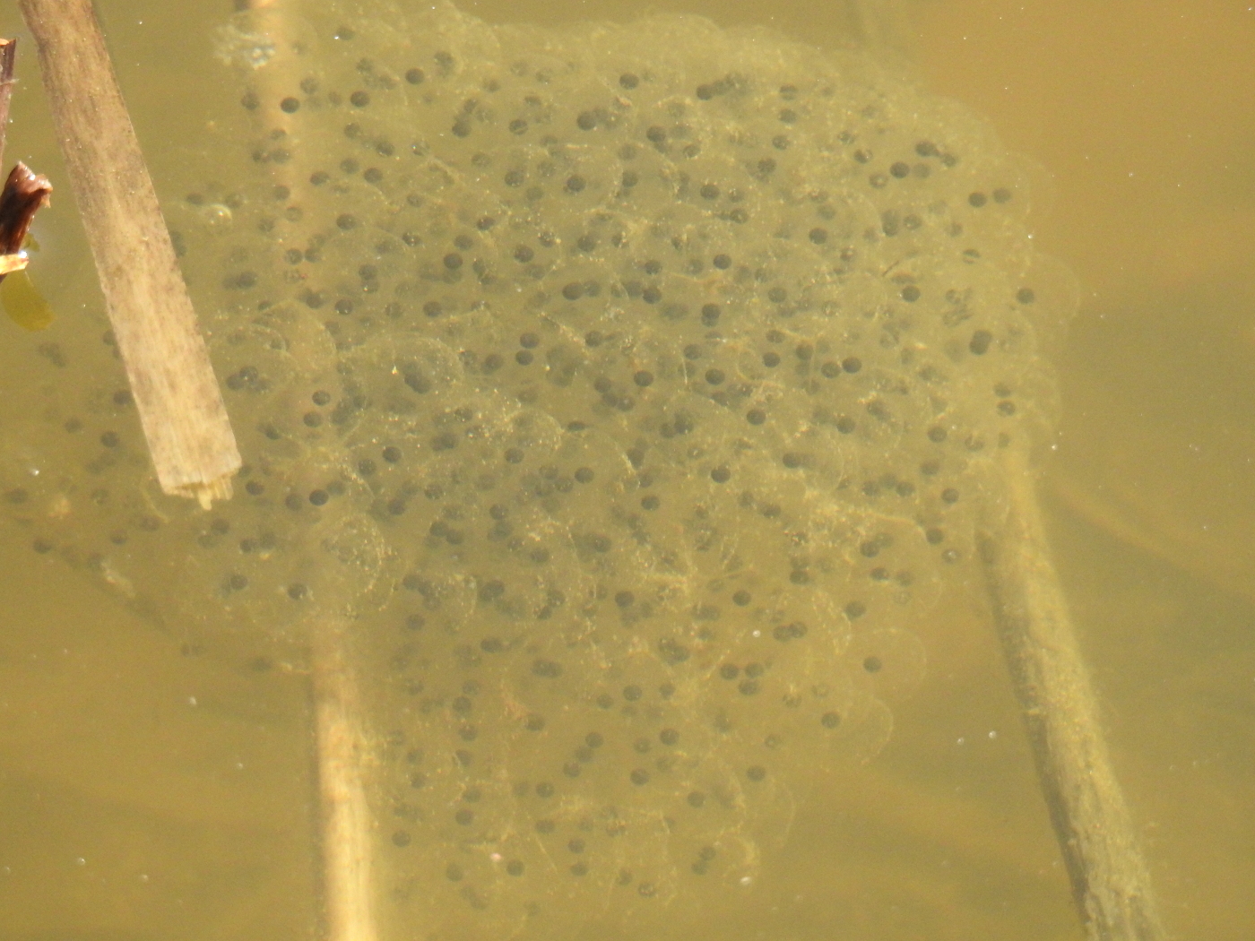 Was Froschlaich aushält – tiergarten.blog