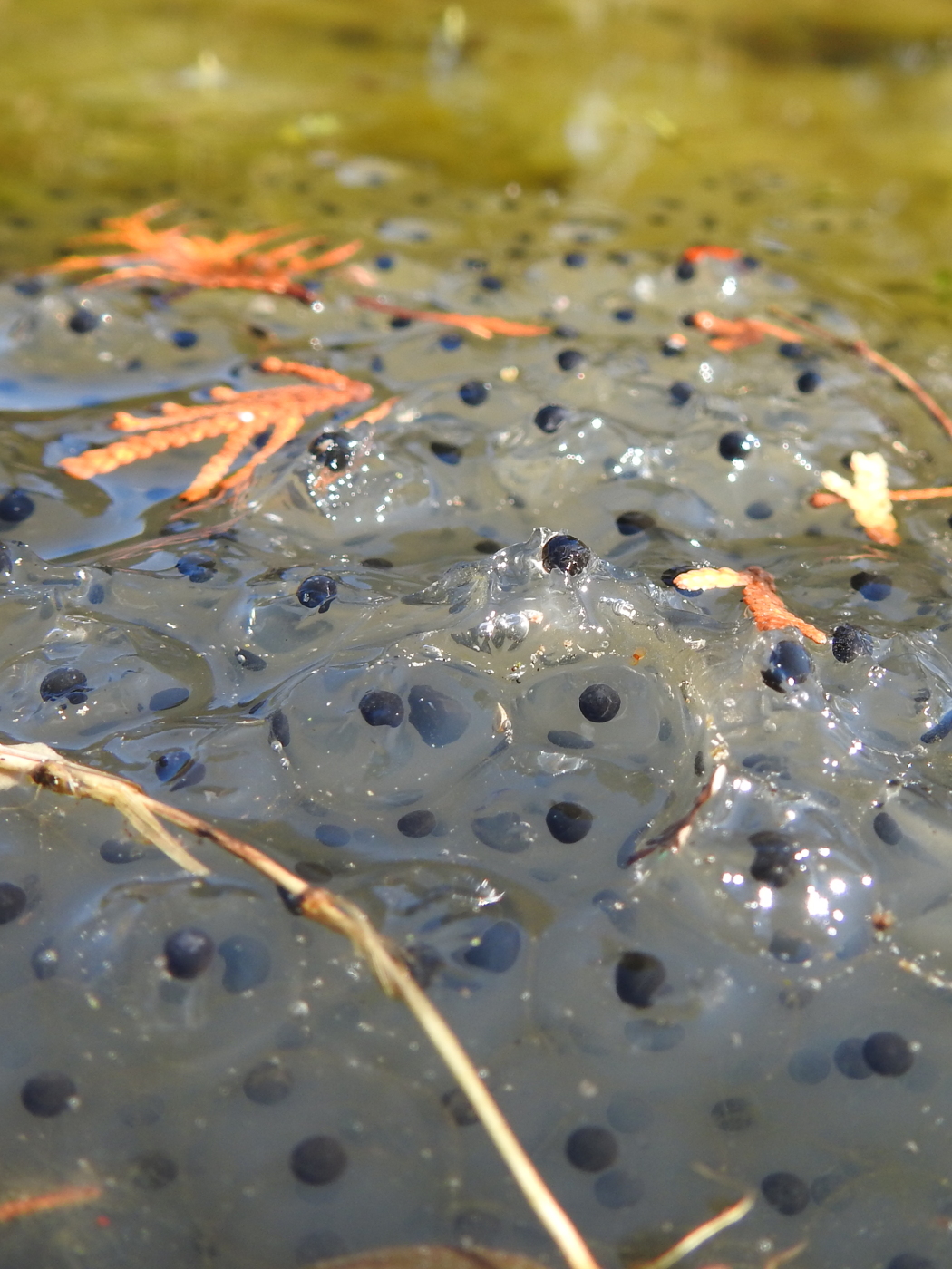 Was Froschlaich aushält – tiergarten.blog