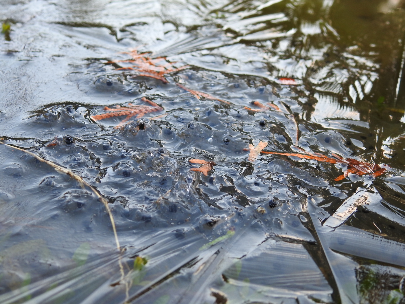 Was Froschlaich aushält – tiergarten.blog